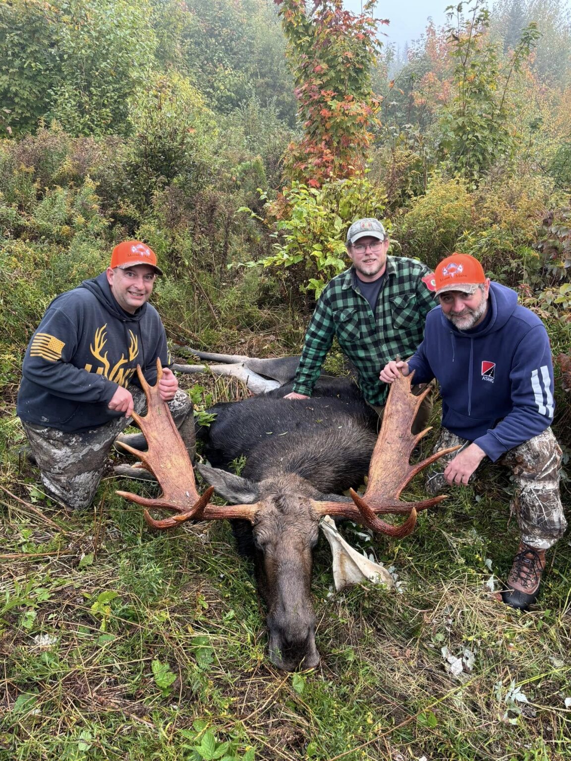 Guaranteed Moose Tag in Maine – Moose Maine